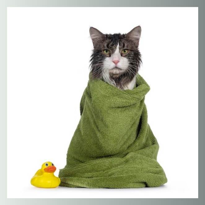 Donate help cats from Blue Mountains and Districts